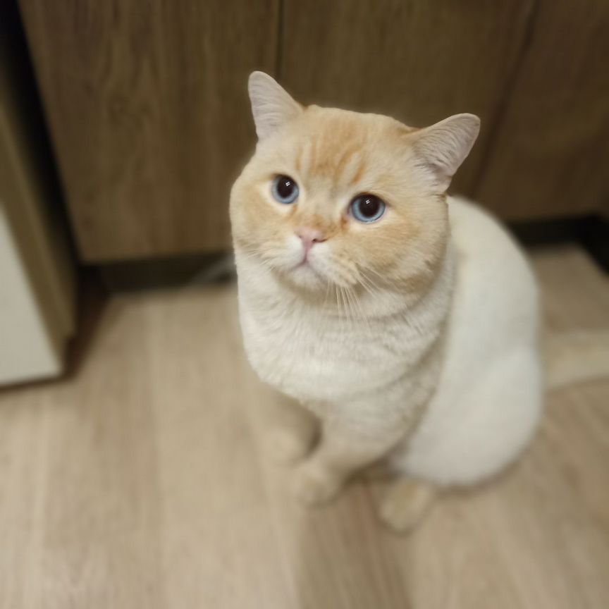 Кот