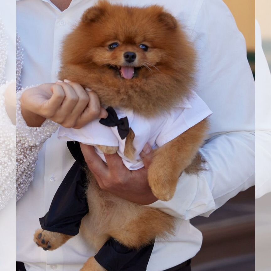 Костюм для собак или кошек смокинг