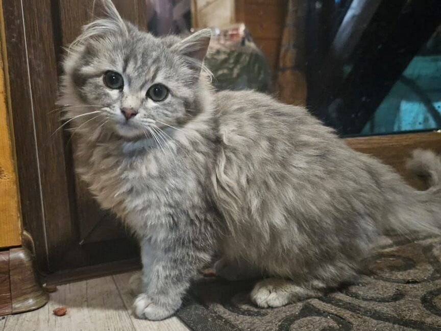 Кошечка - Розанна