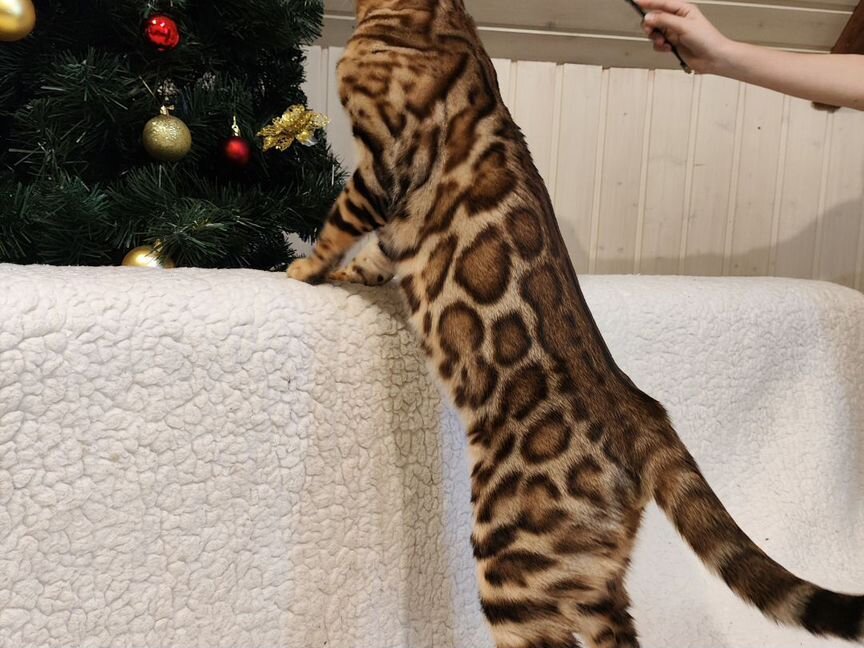 Бенгальские коты
