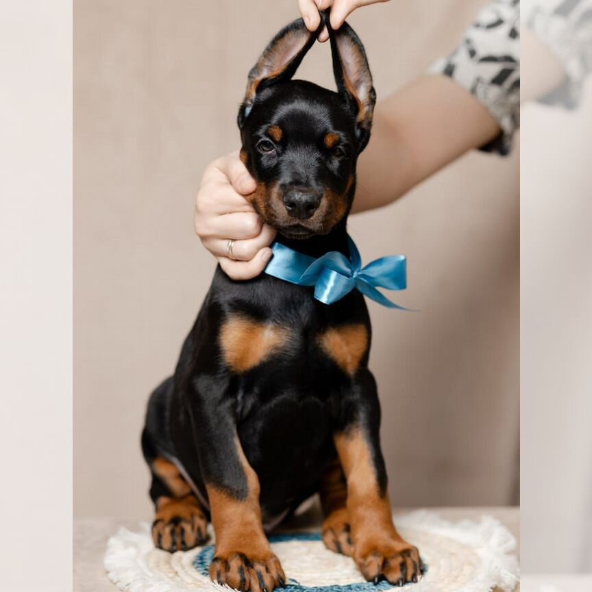 Щенки Добермана