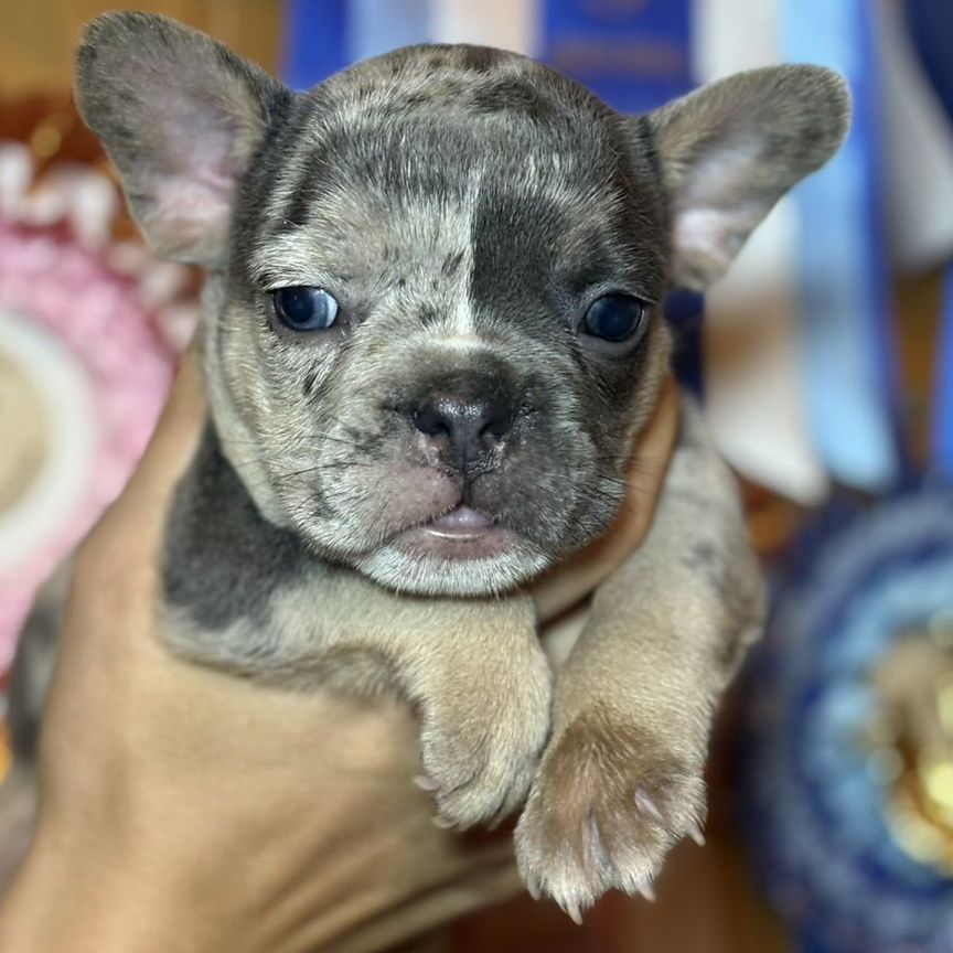 Французский бульдог, щенок