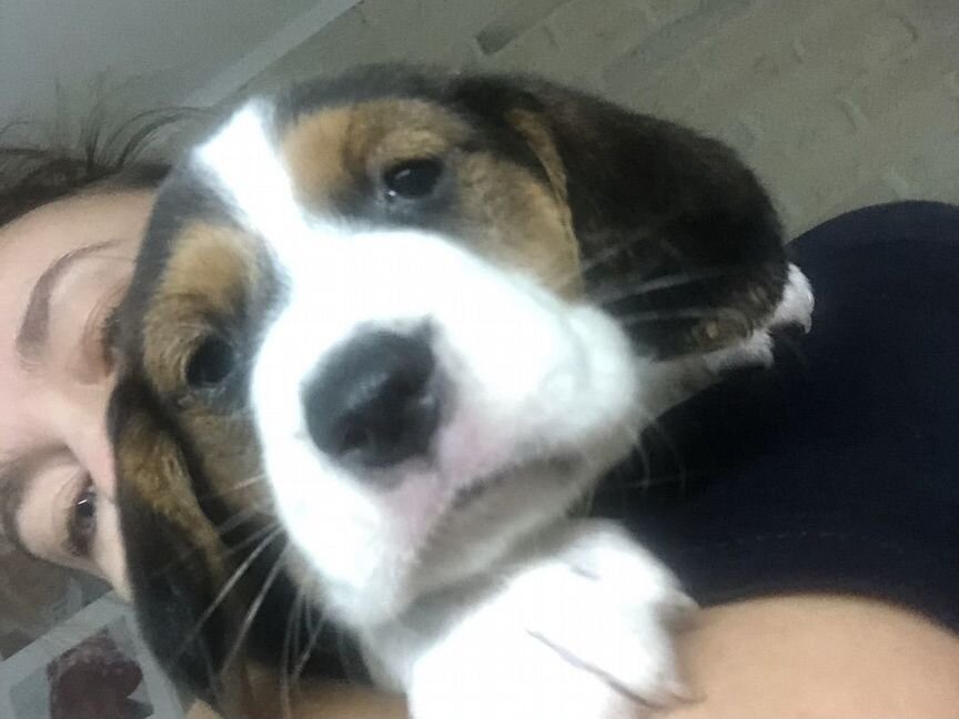 Щенок бигль мальчик