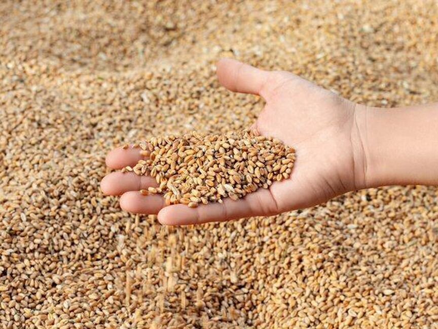 Пшеница фуражная