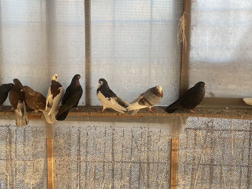 Продажа голубей