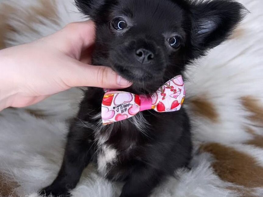 Очаровательная Девочка