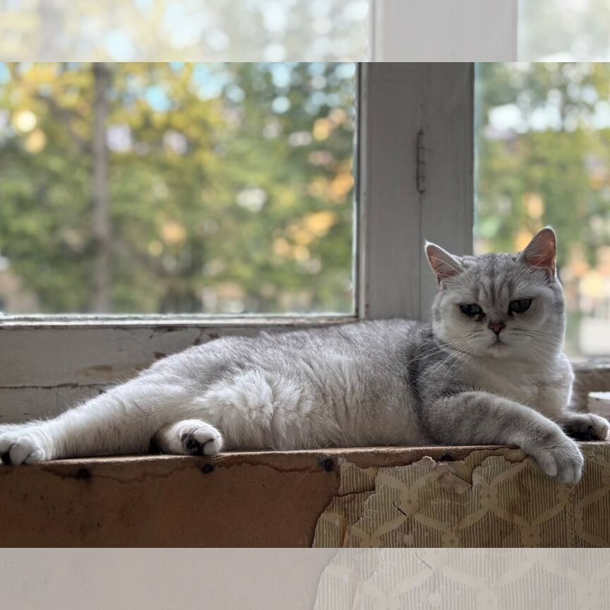 Британская короткошёрстная кошка, взрослая