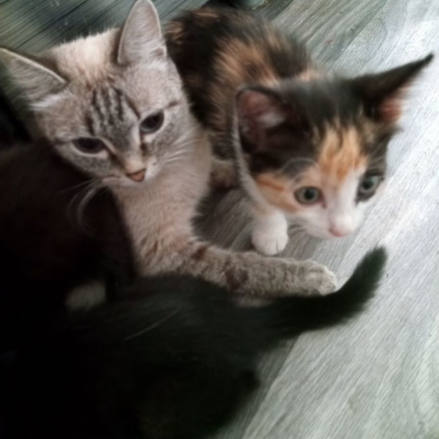 Отдам кошку и котят в добрые руки