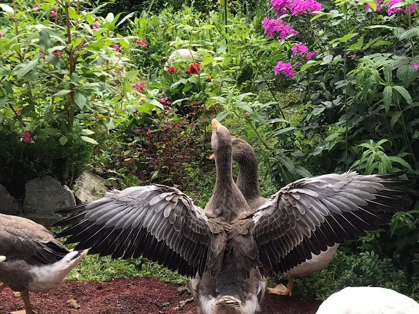 Гуси породы Линда