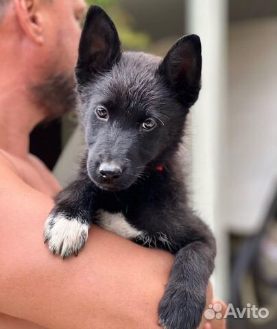 Щенок в добрые руки