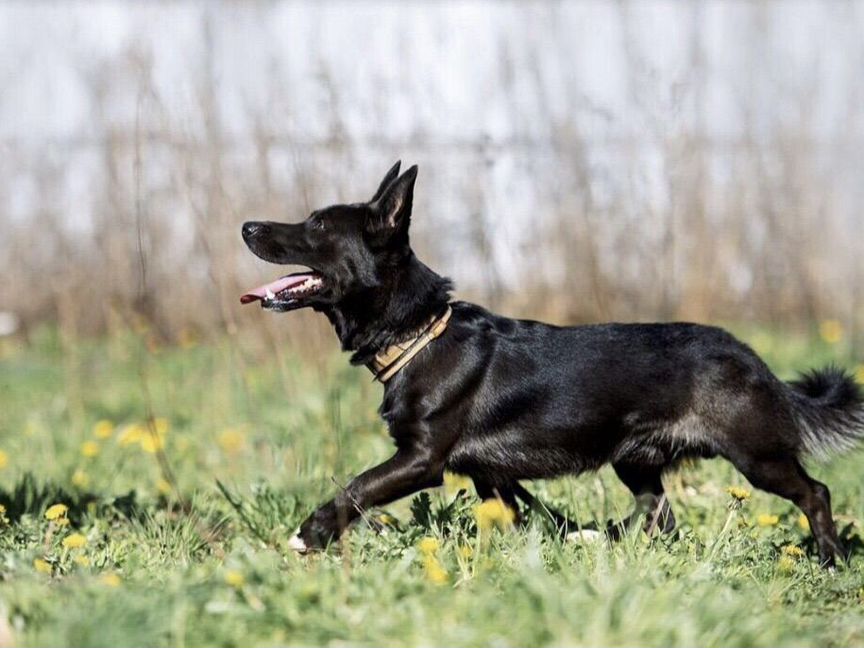 Корги метис в добрые руки