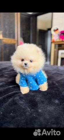 Микро рыжий померанец