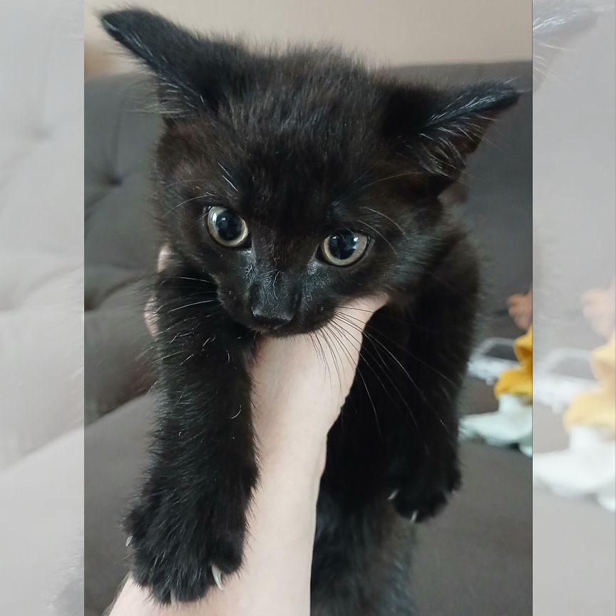 Котёнок в добрые руки