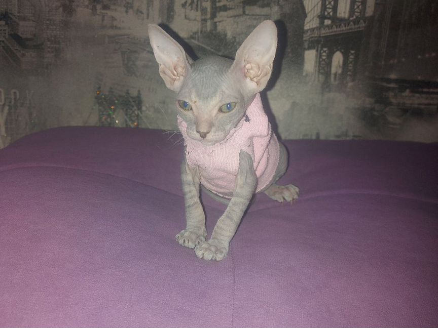 Донской сфинкс котята