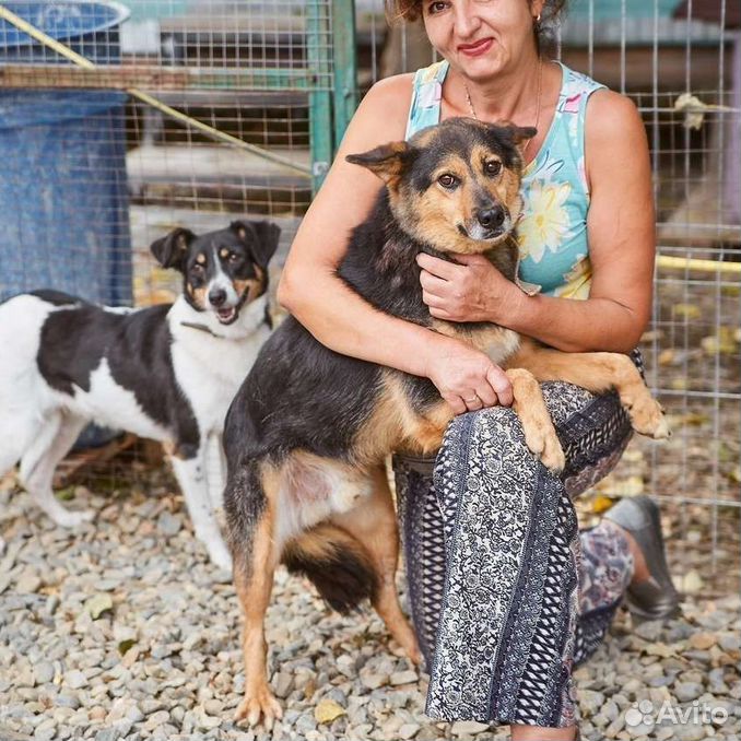 В добрые руки осторожный пёс Бублик