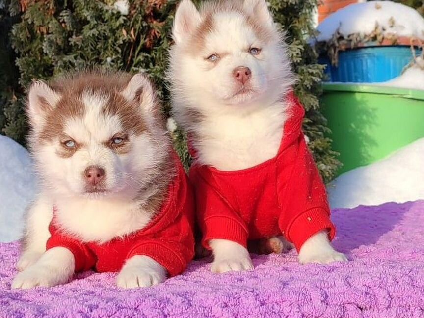 Хаски голубые глазки