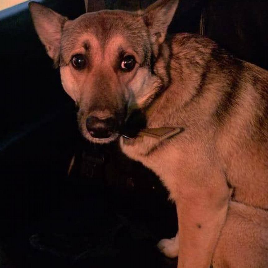 Взрослая собака в добрые руки