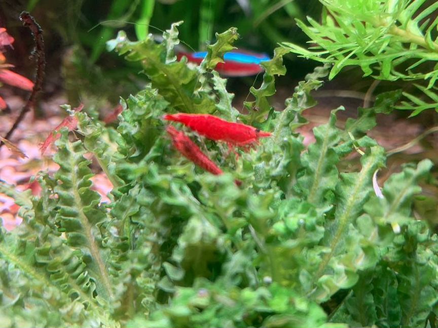 Аквариумные креветки вишня