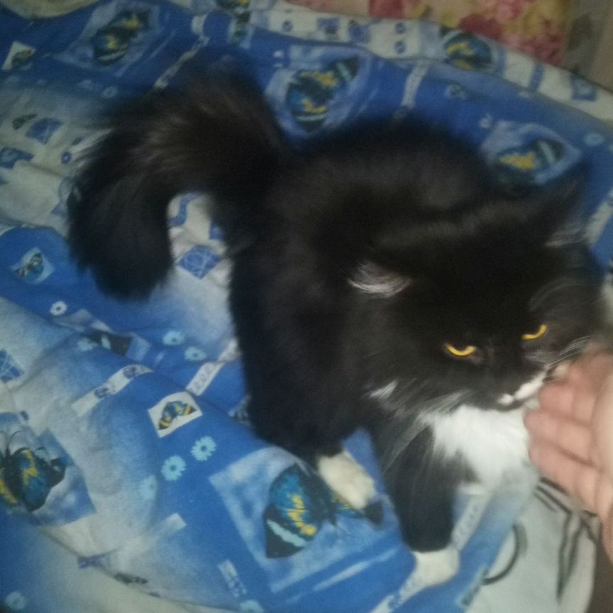 Сибирская кошка