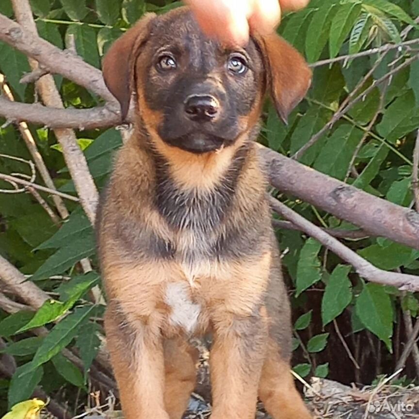 Отличный щенок мальчик ищет дом