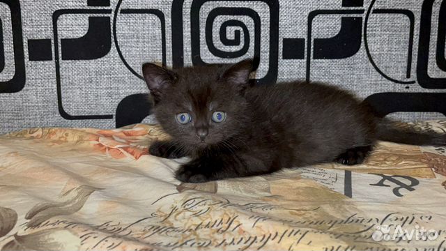 Шотландские прямоухие котята