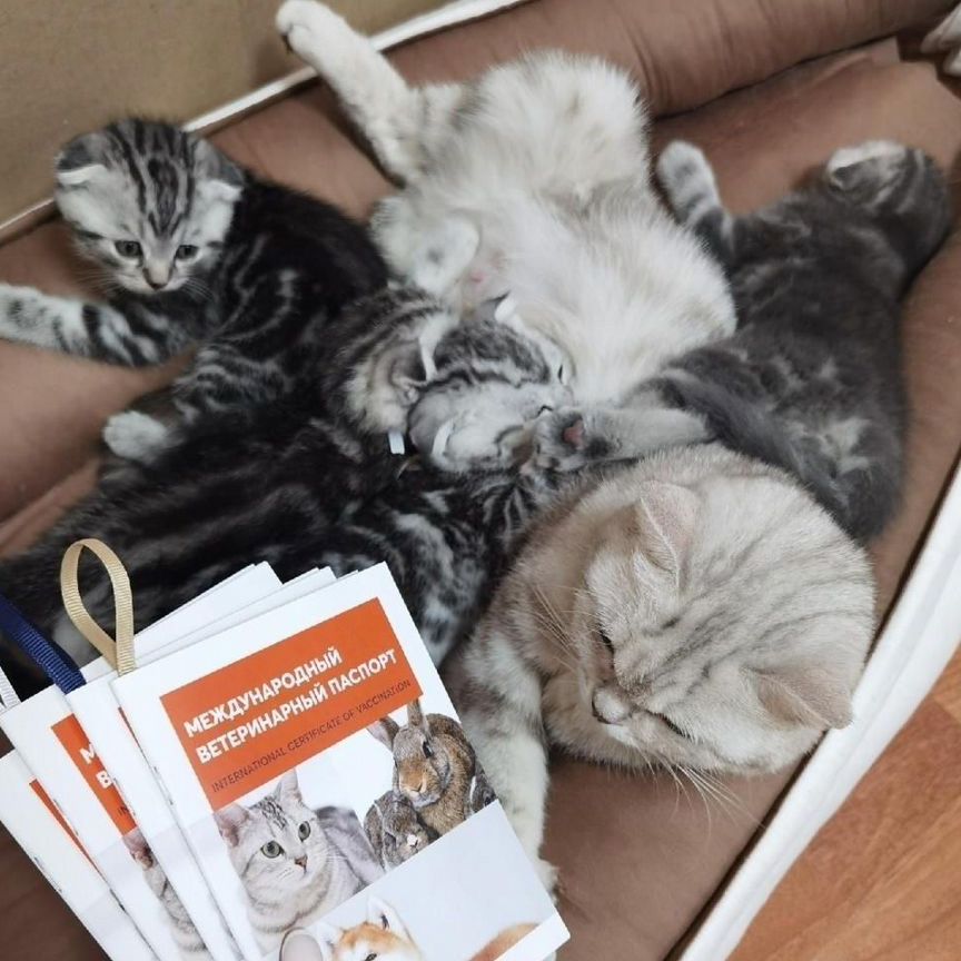 Шотландский вислоухий короткошёрстный котёнок