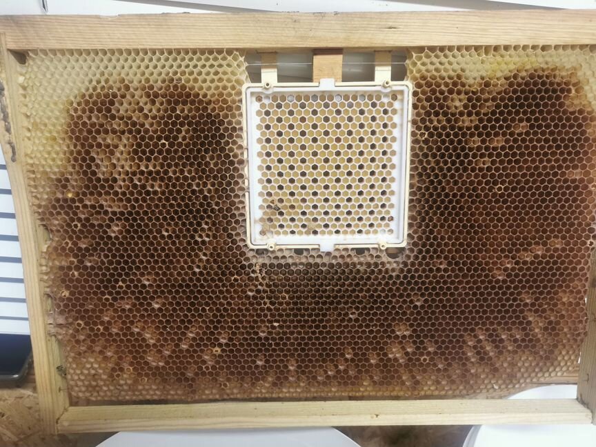 Джентерский сот (набор расширенный)