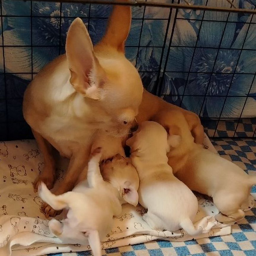 Чихуахуа, щенок