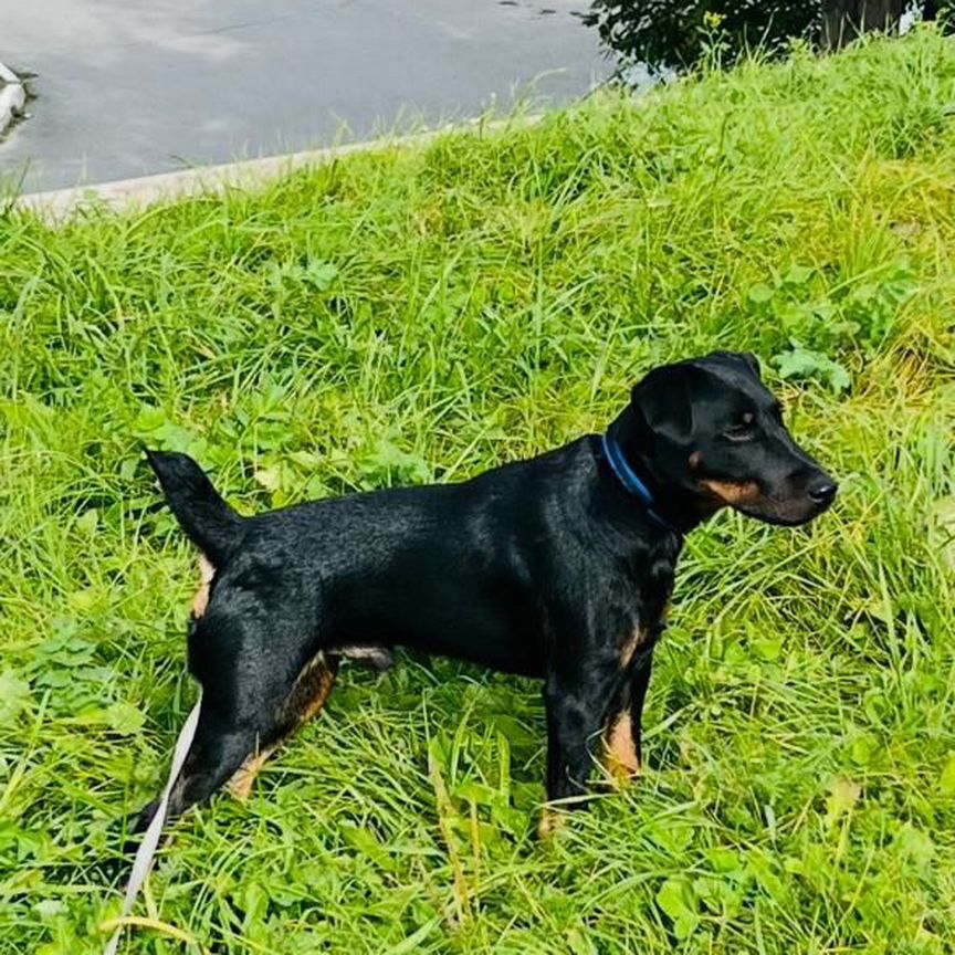 Вязка ягдтерьера