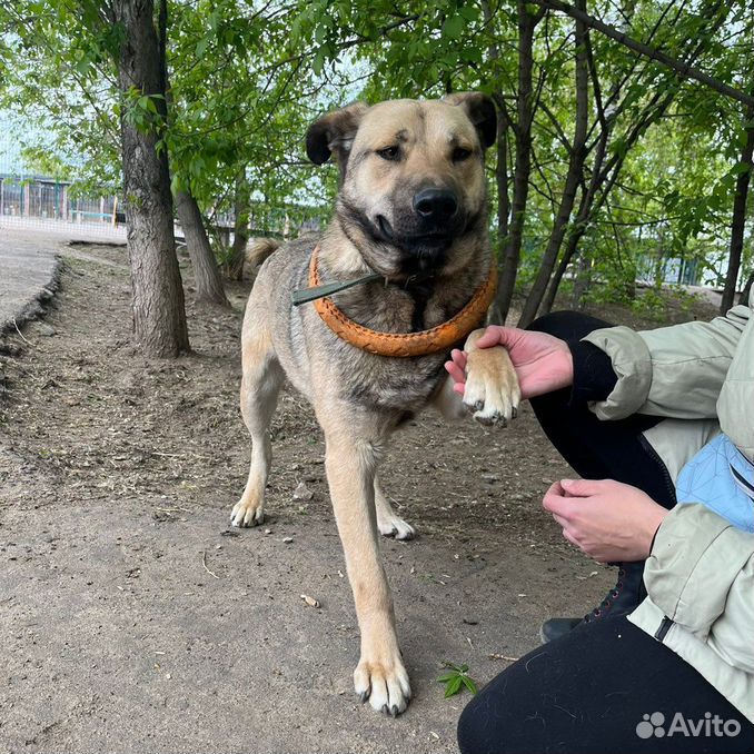 Веселый и добрый Кайзер