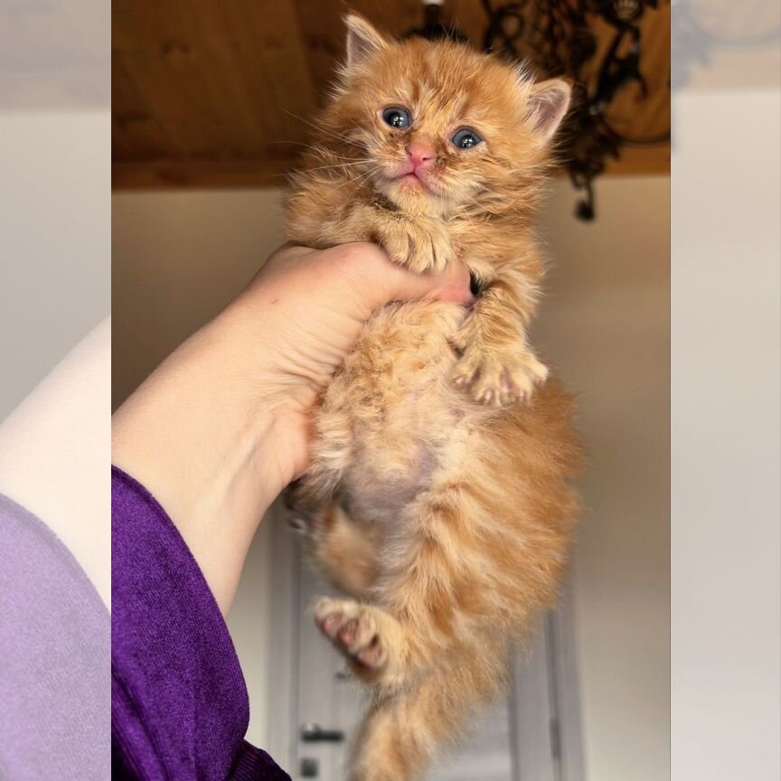 Котята в добрые руки бесплатно мальчик