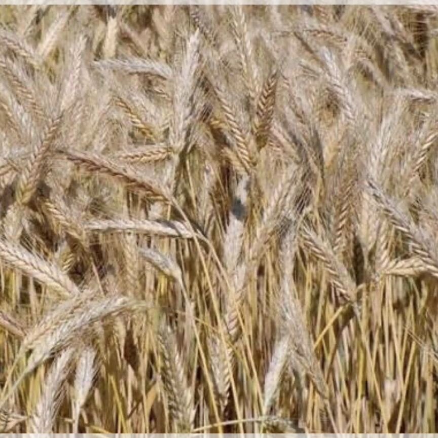 Пшеница и рожь