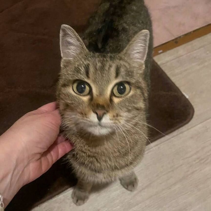 Взрослая кошка в добрые руки