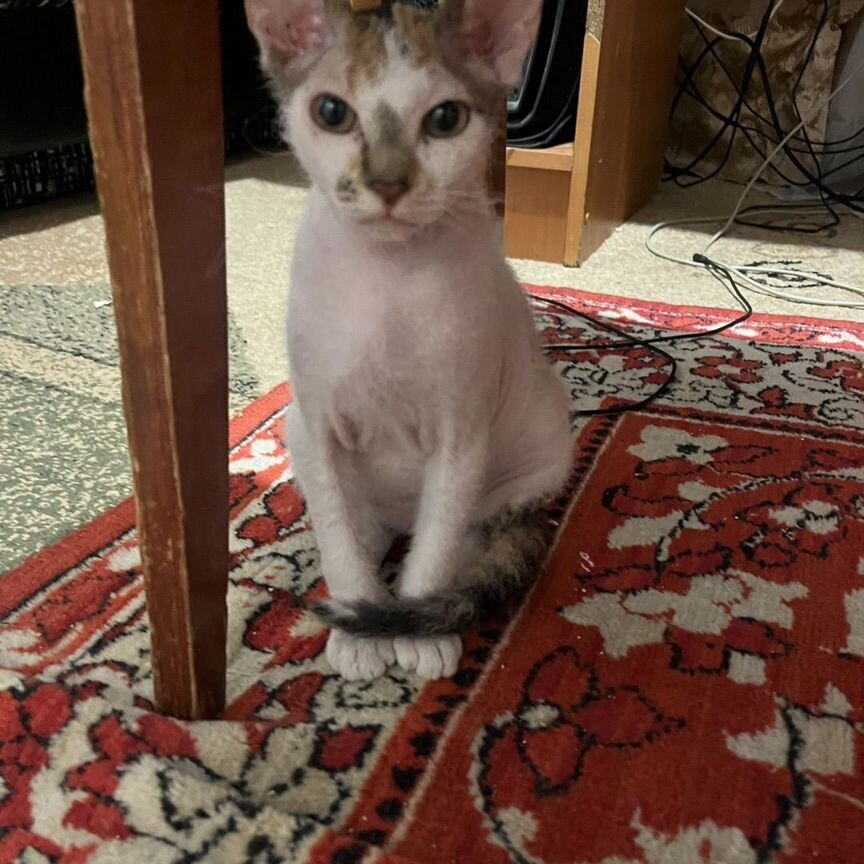 Канадский сфинкс кошка