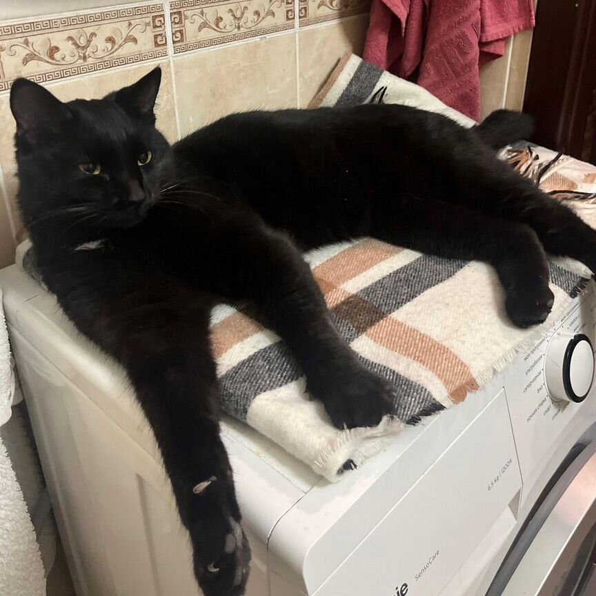 Взрослый кот в добрые руки