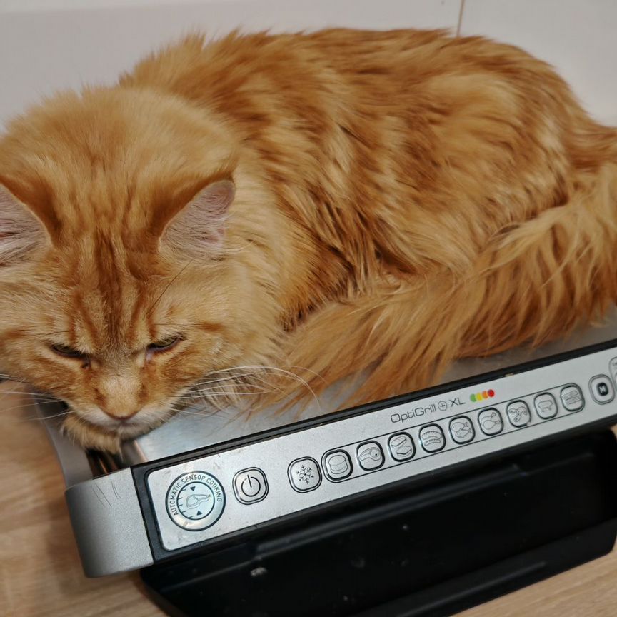 Мейн-кун, взрослая кошка