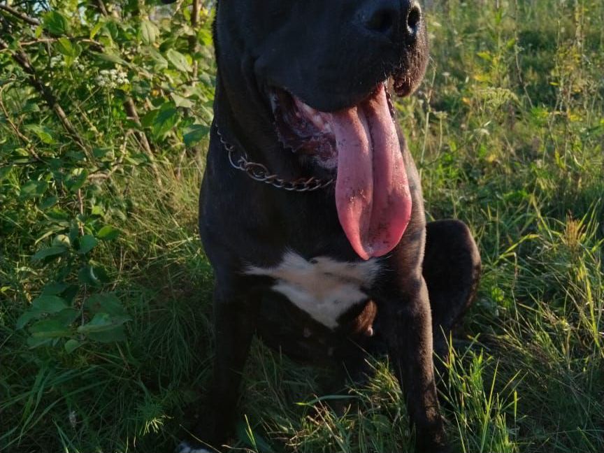 Кане Корсо в добрые руки