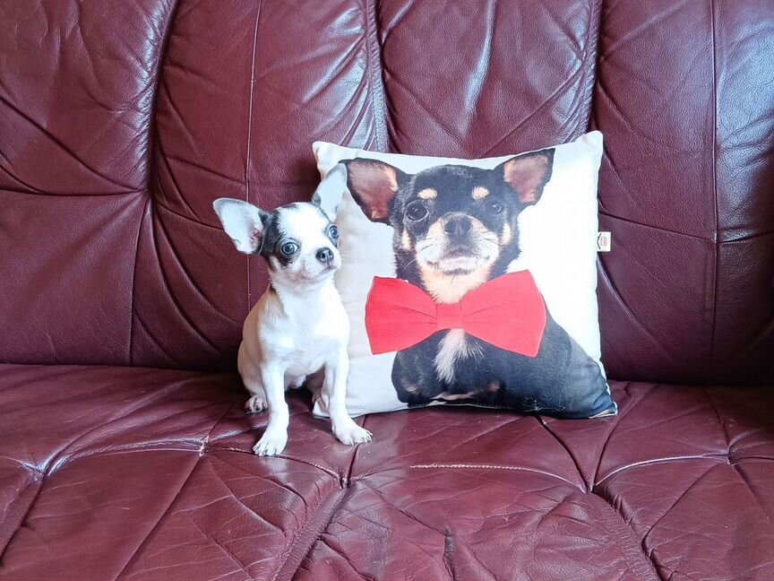 Девочки Чихуахуа