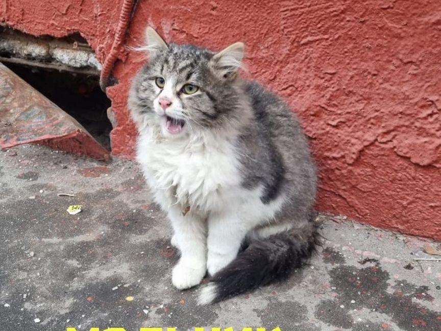Котики сиротки и на Улице