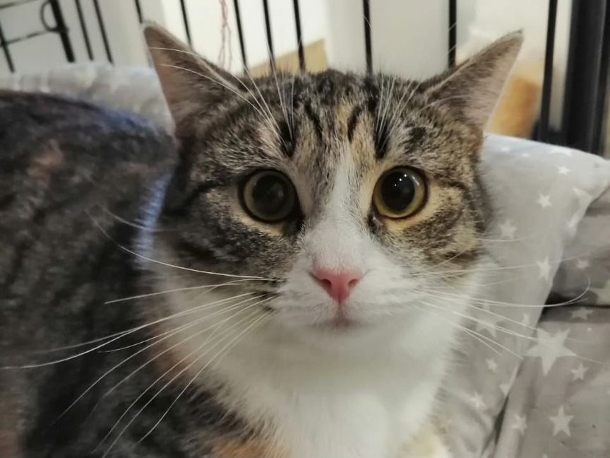 Кошечка