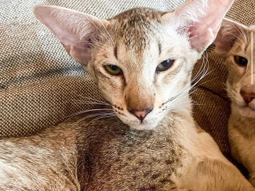 В продаже ориентальная кошка