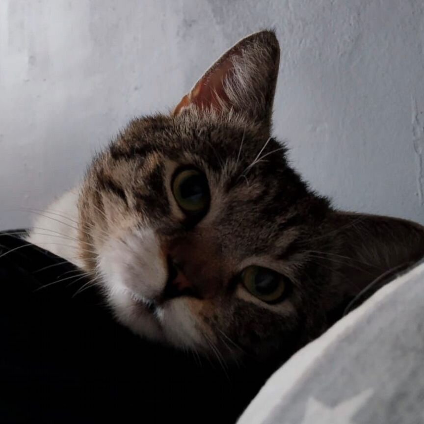 Кот мальчик ищет дом