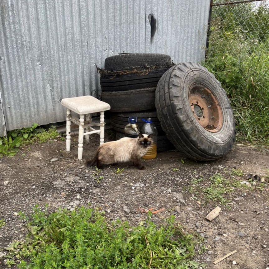 Тайский котик ищет дом