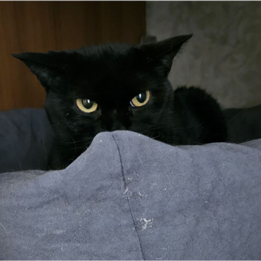 Шотландская прямоухая короткошёрстная, взрослая кошка