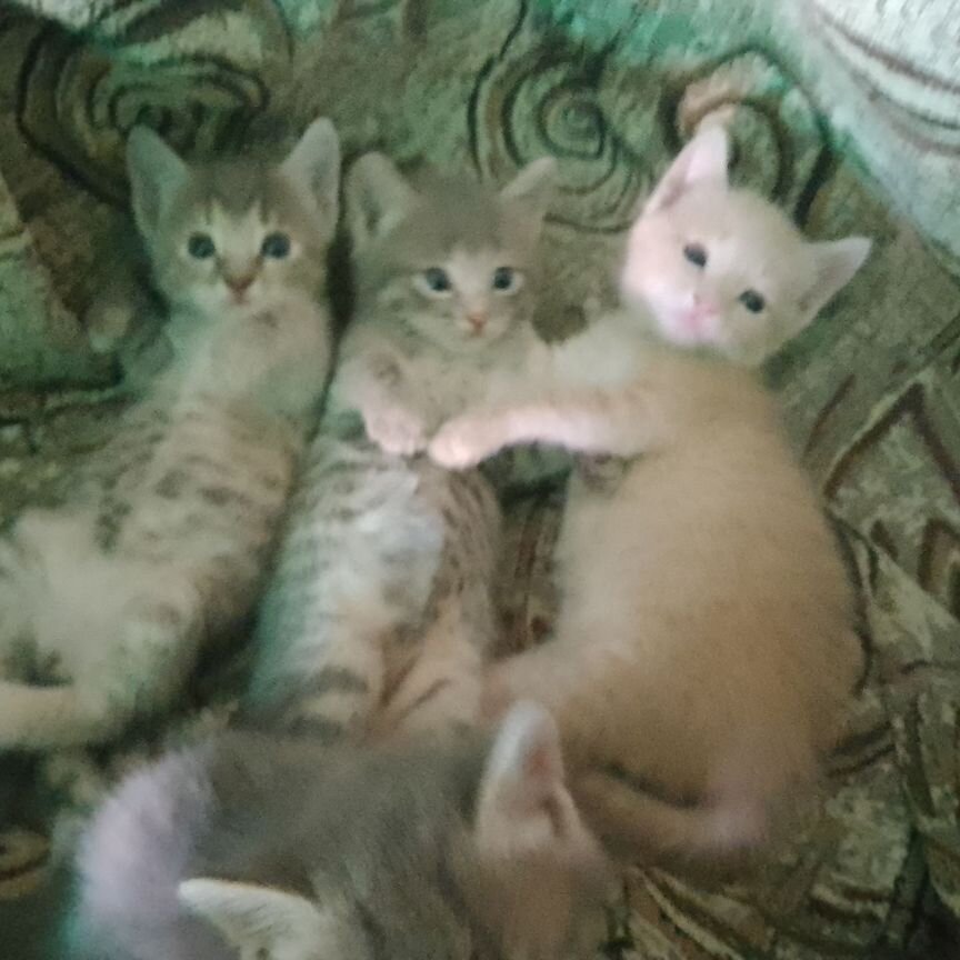 Котята в добрые руки бесплатно
