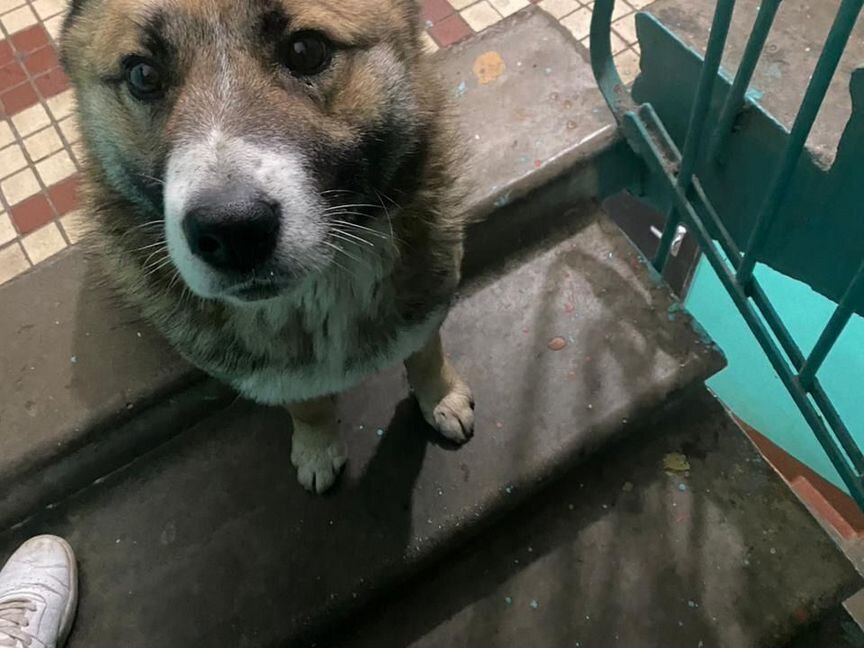 Отдам в добрые руки собаку