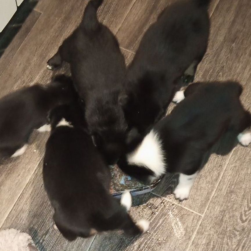 Очень красивые щенки