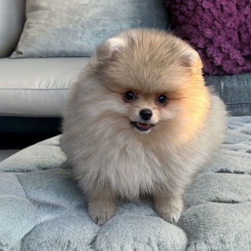 Померанский шпиц медвежьего типа щенок