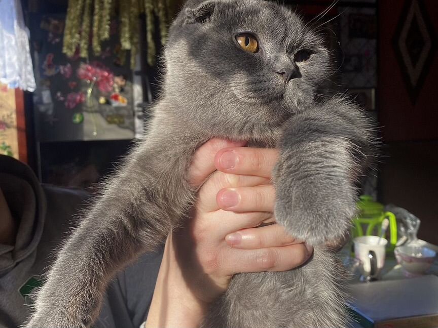 Шотландский вислоухий котенок