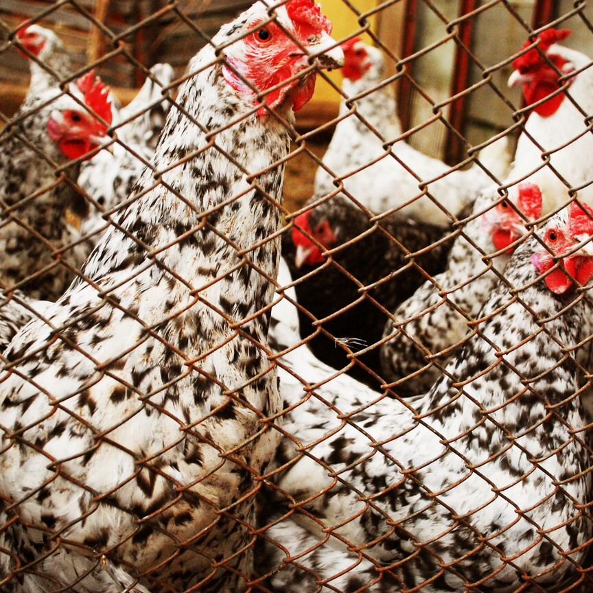 Инкубационное яйцо пушкинской породы кур